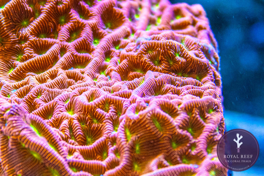 Leptoseris/Leptastreya/Psmmocora – Royal Reef
