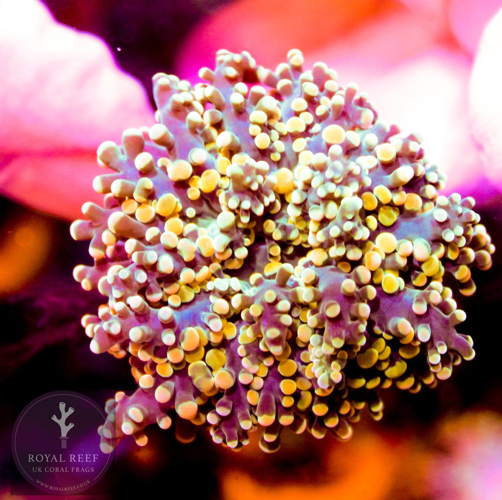 Gold Indo Octo Frogspawn – Royal Reef