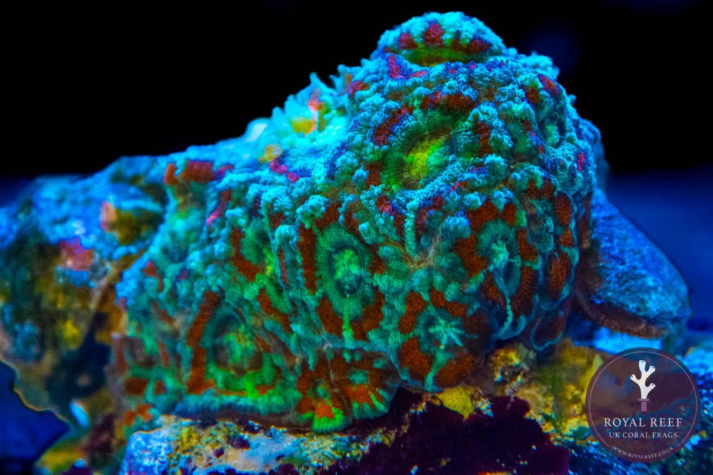 Acan – Royal Reef