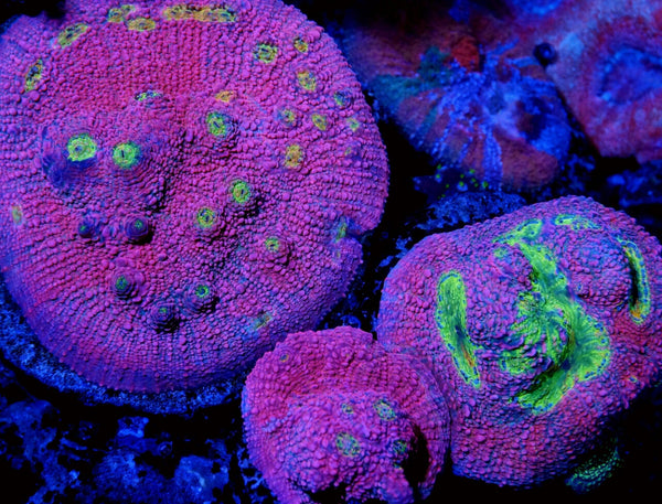 Chalice Corals for Sale | Shop Exotic LPS Frags UK – Royal Reef