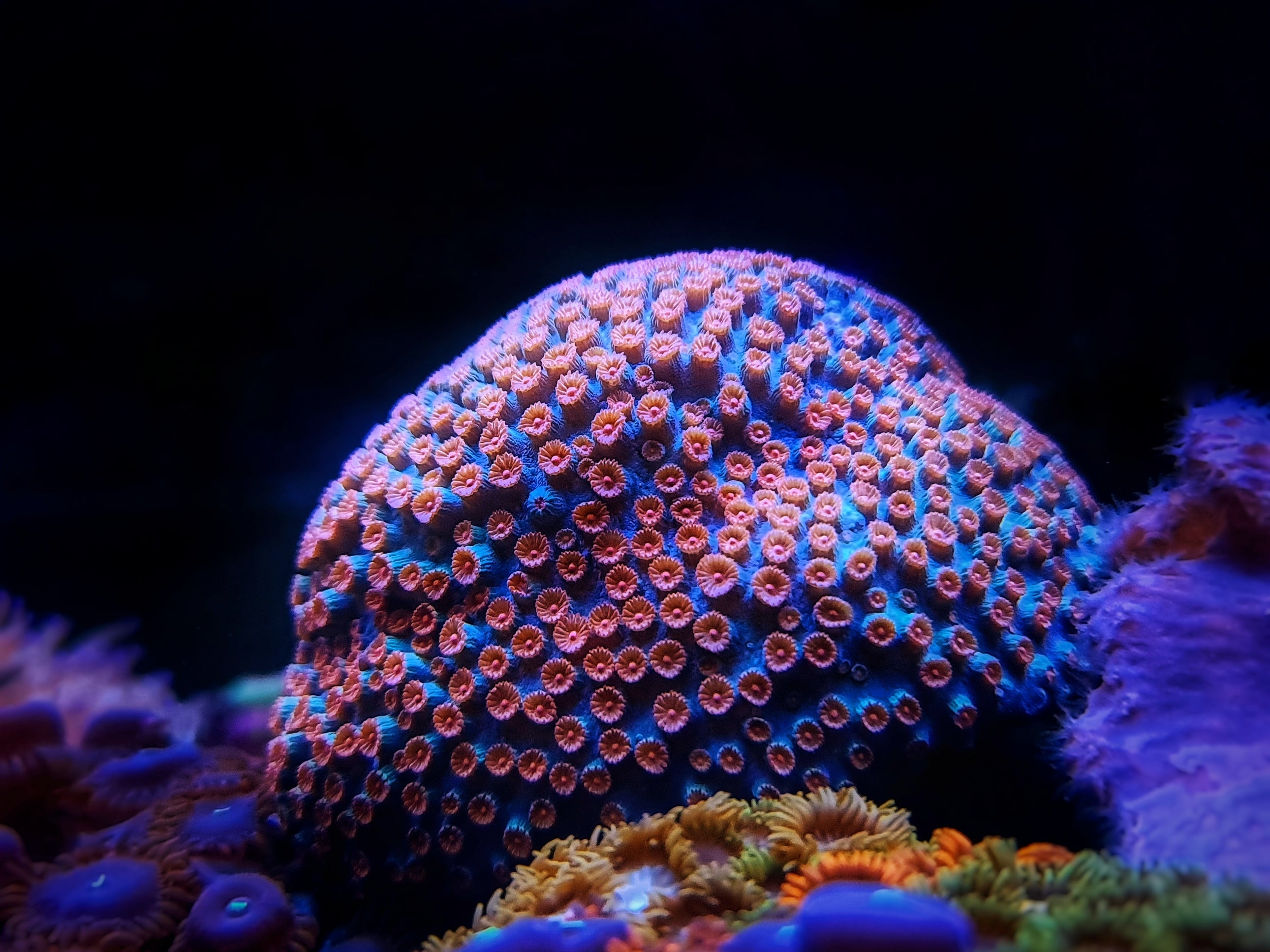 Cyphastrea coral frags UK | Encrusting Reef Frags | Royal Reef