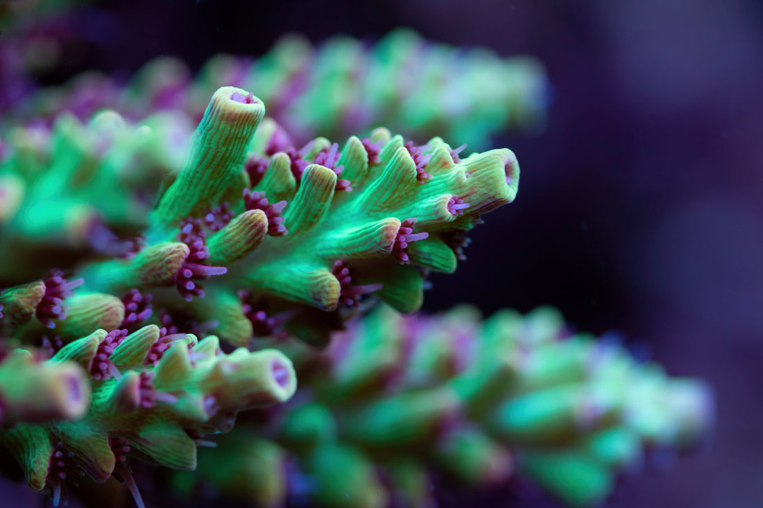 Buy SPS Corals Online UK | Premium Marine Frags – Royal Reef