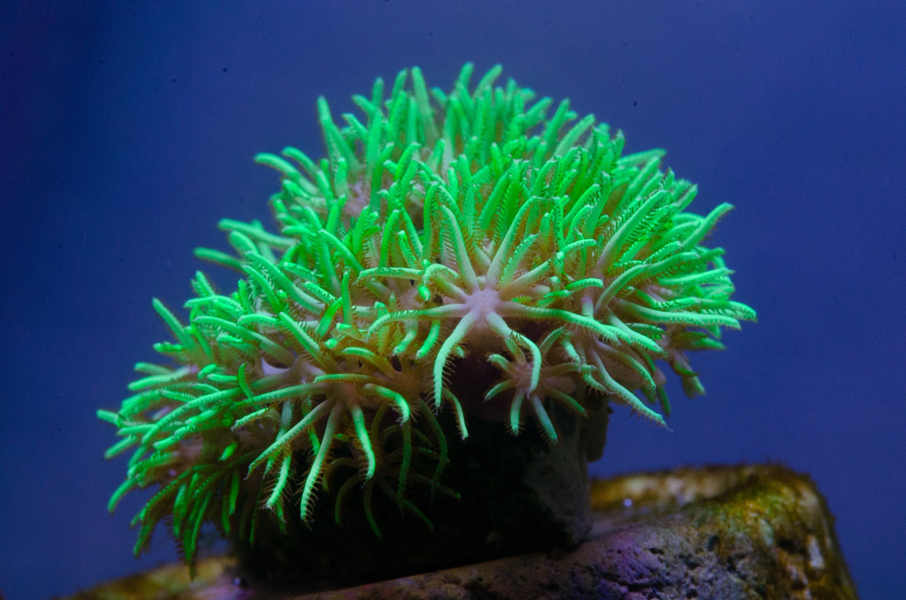 Green Star Polyps Corals UK | Shop GSP Frags Online – Royal Reef
