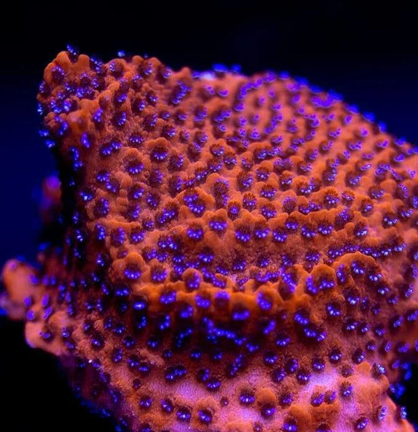 Mystic Sunset Encrusting Montipora – Royal Reef