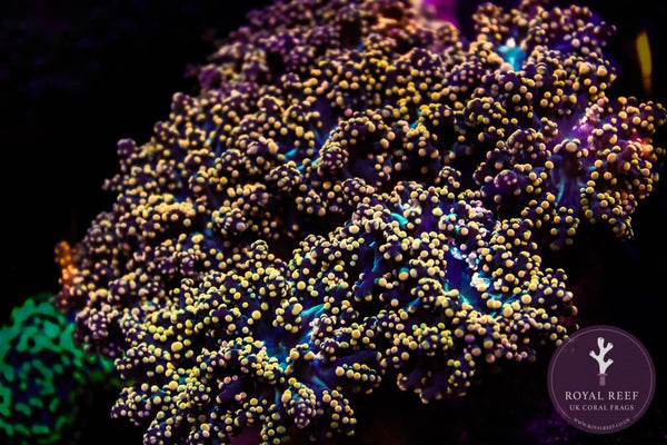 Gold Indo Branching Octo Frogspawn – Royal Reef