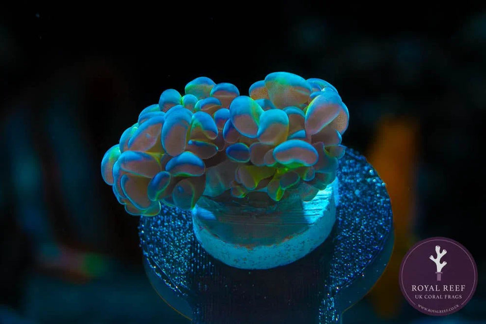 Halo Branching Hammer – Royal Reef