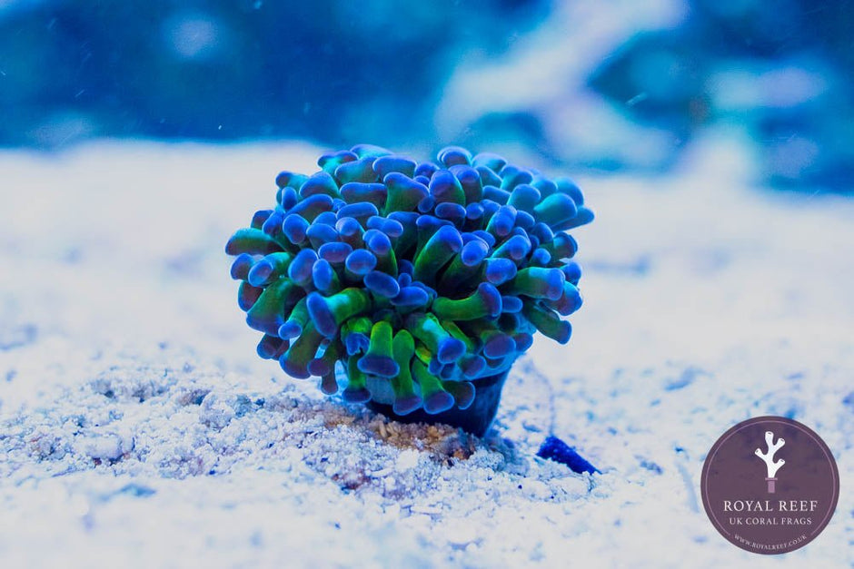 LPS Corals – Royal Reef