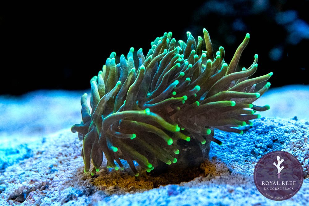 Holy Moly Torch Coral – Royal Reef