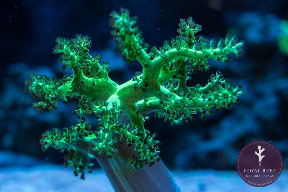 MISC Soft Corals – Royal Reef