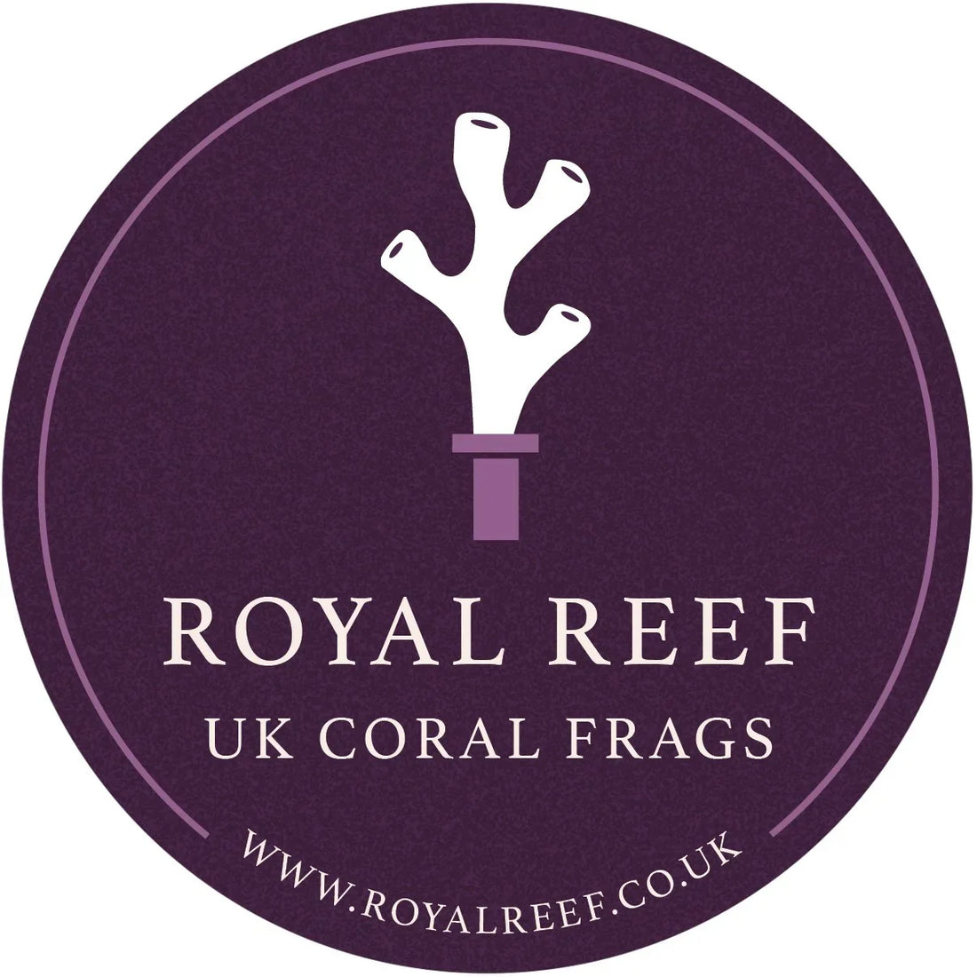 Laser Lemons Zoa 3+ Heads – Royal Reef