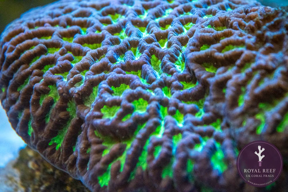 Maze Brain Coral – Royal Reef