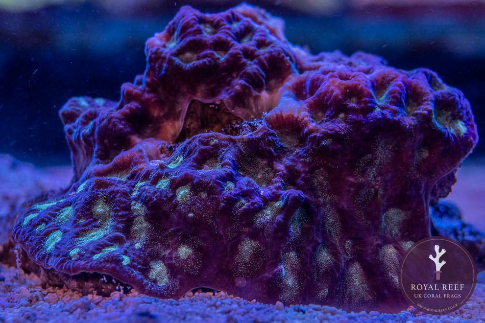 Purple Mint Green eyes Favia – Royal Reef
