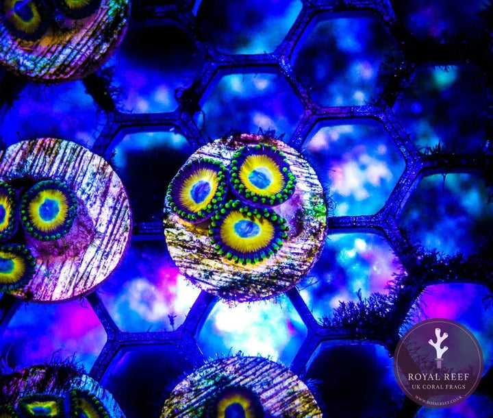 Royal Reef UK Coral Frags - UK Online Coral Store