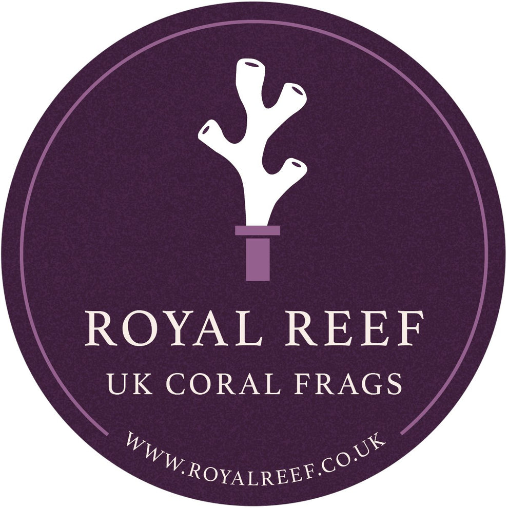 Splatter Hybrid Branching Frogspawn – Royal Reef