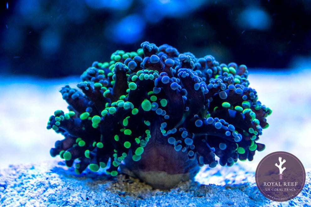 Splatter Hybrid Branching Frogspawn – Royal Reef