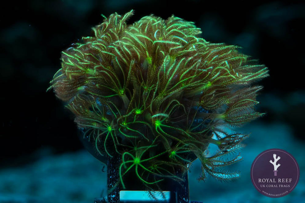 Sri Lanka Green Star Polyps – Royal Reef