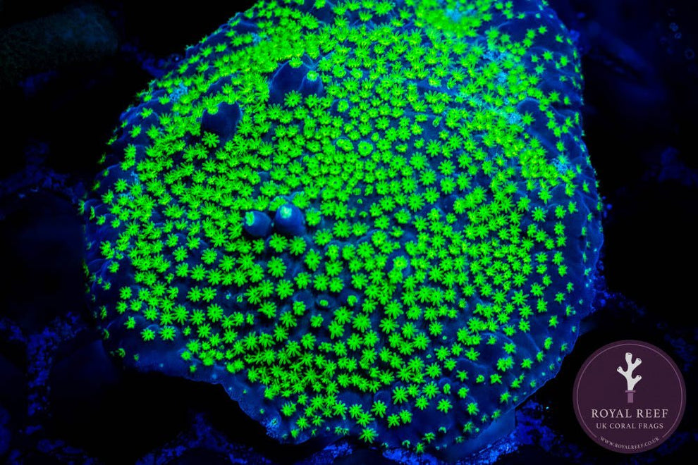 Tri Coloured Tabling Acropora – Royal Reef