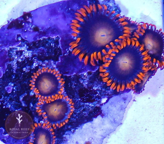 Zoa / Zoanthids – Page 2 – Royal Reef