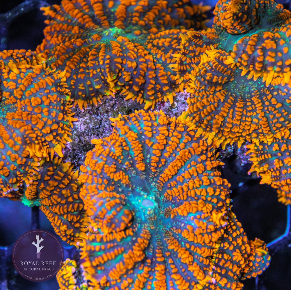 Forest Fire Rhodactis Mushroom (Single Leaf) – Royal Reef