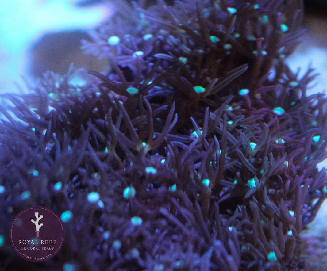 Star Polyps – Royal Reef