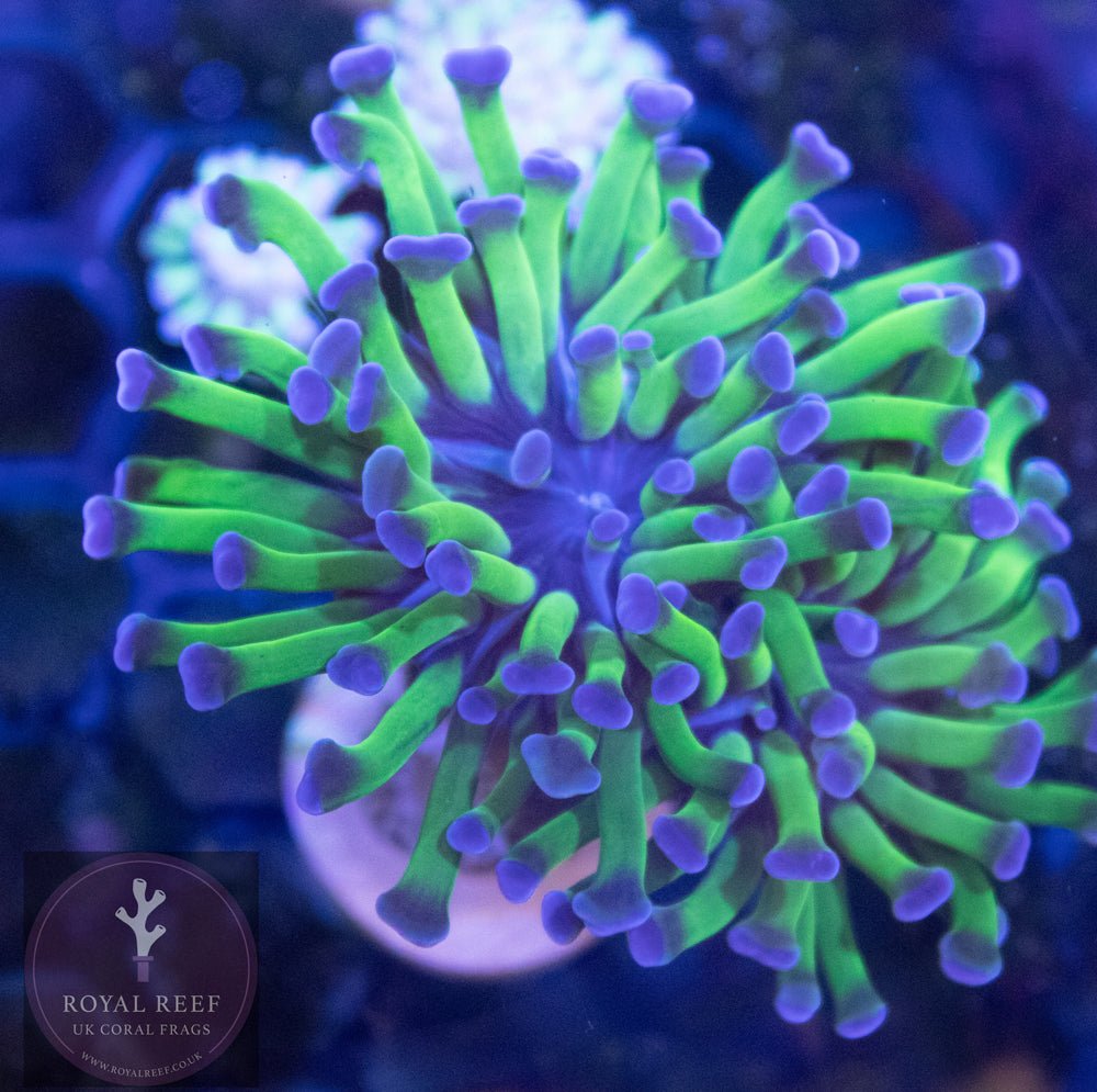 LPS Corals – Royal Reef