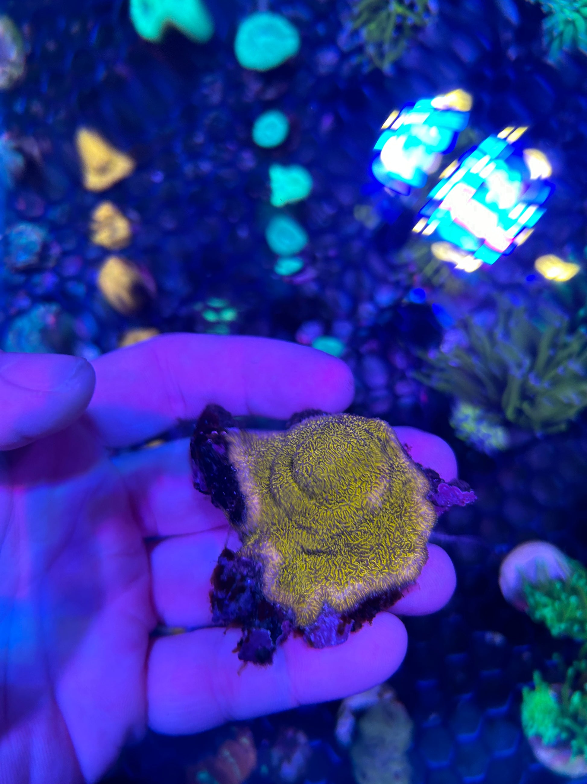 Orange/Gold Leptoseris – Royal Reef