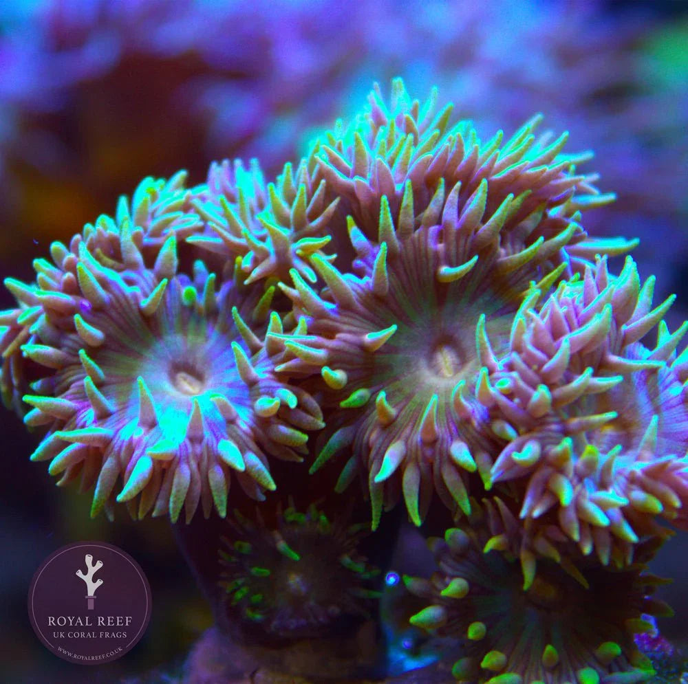 Indo Duncan – Royal Reef