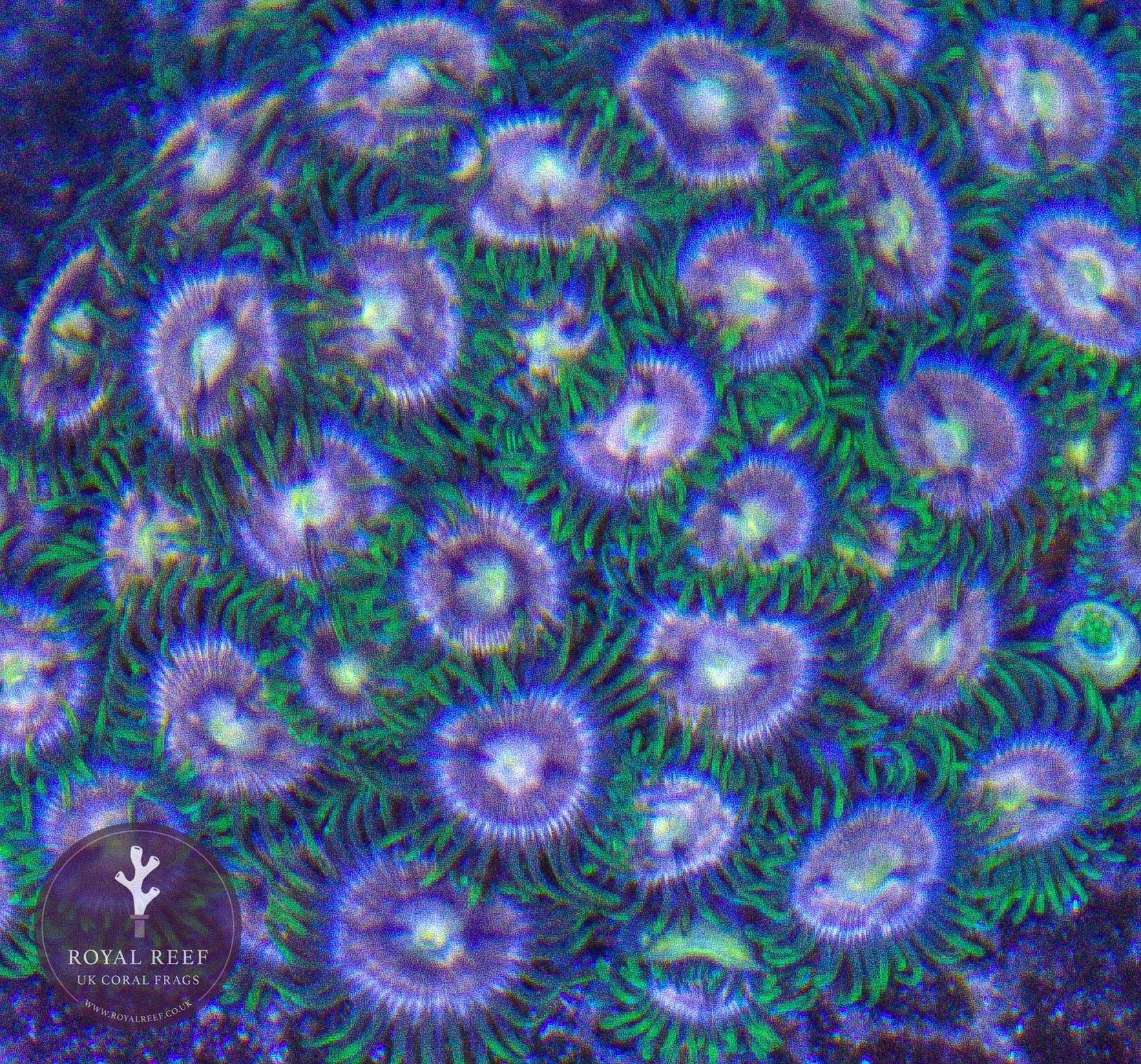 Laser Lemons Zoa 3+ Heads – Royal Reef