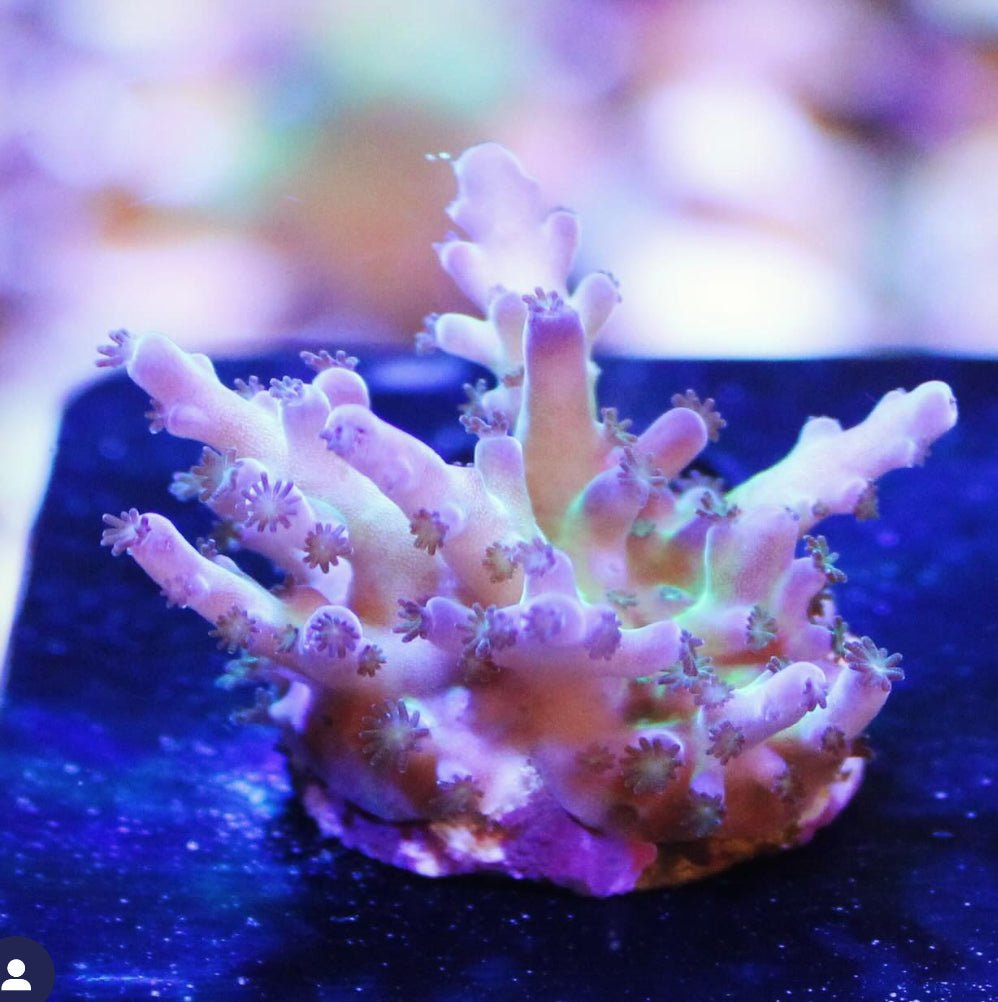 Migi Tort Acropora (Cali) – Royal Reef
