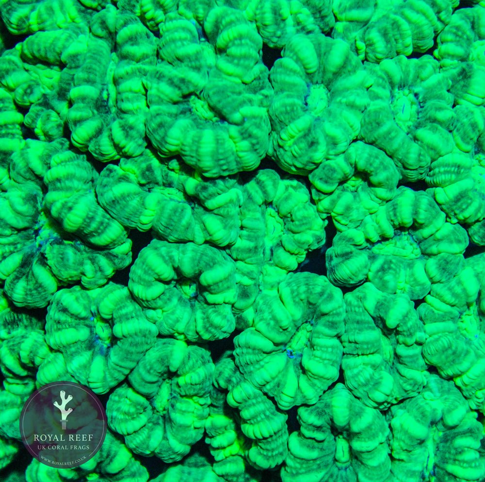 Neon Green Candy Cane – Royal Reef
