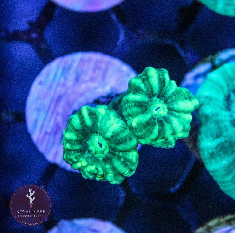 Neon Green Candy Cane – Royal Reef