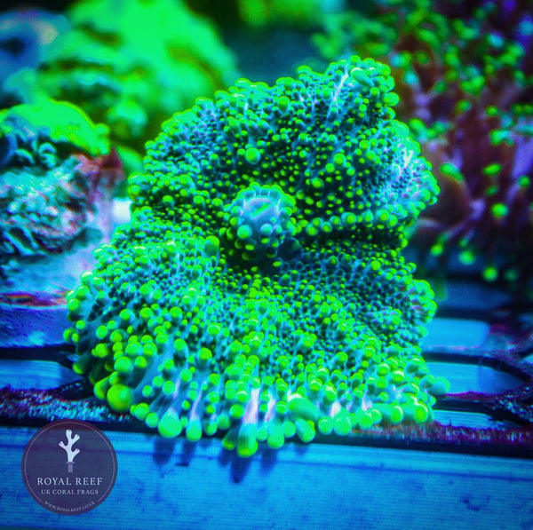 Neon Green Rhodactis (Single Leaf) – Royal Reef