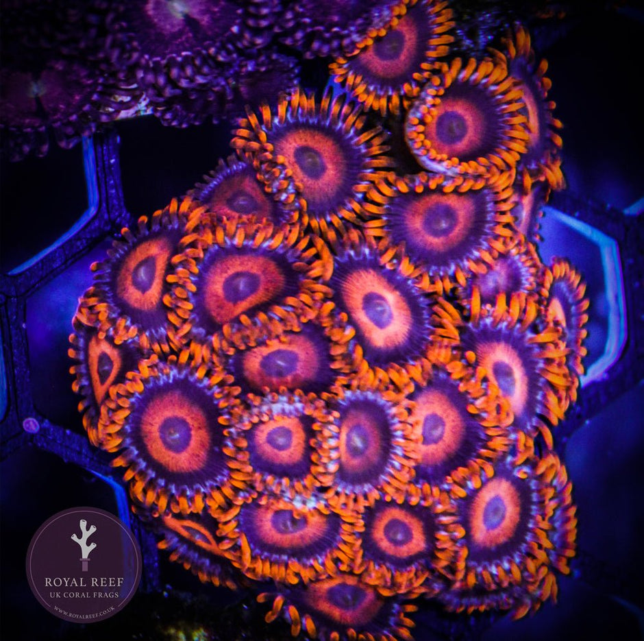 Zoa / Zoanthids – Royal Reef