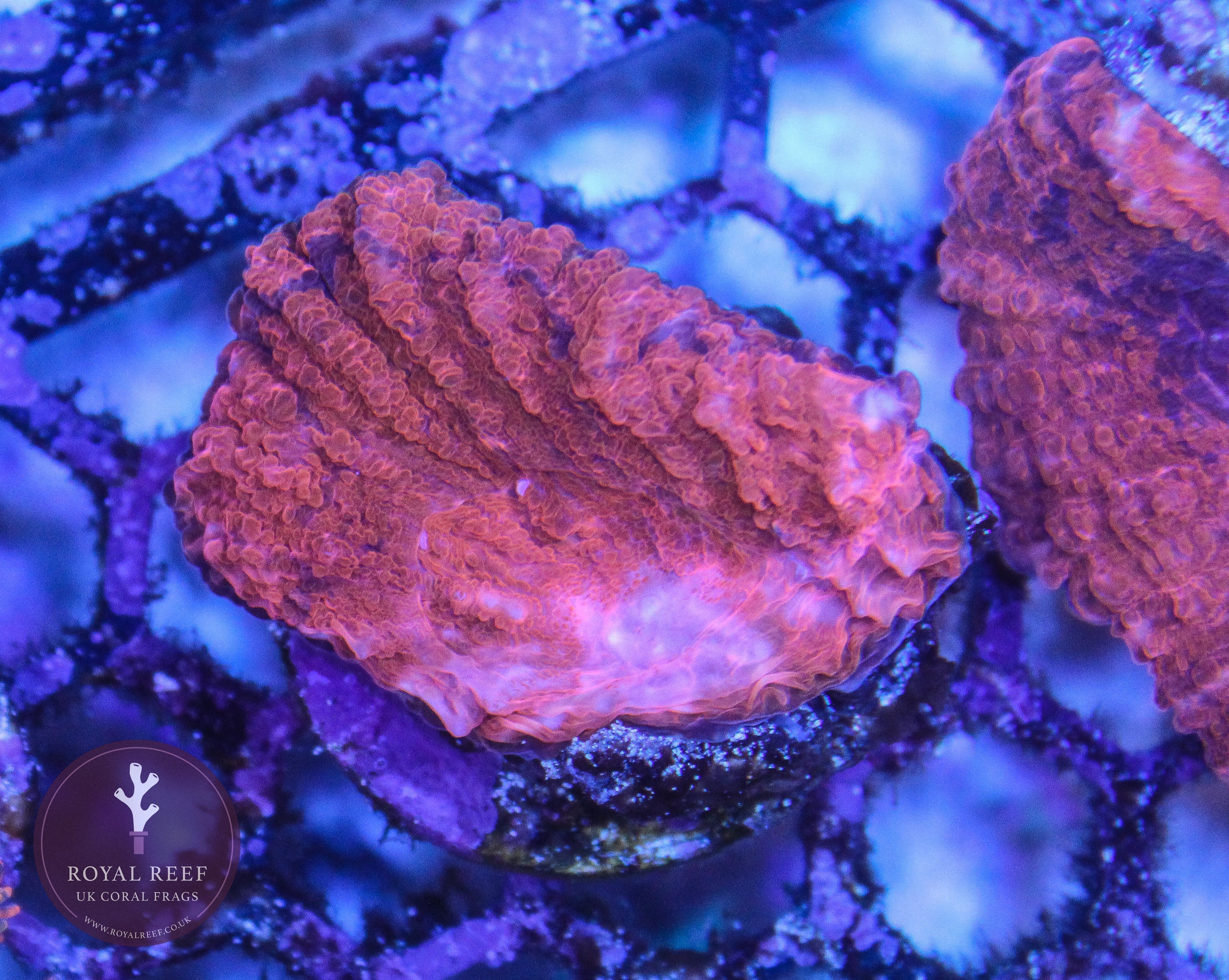 LPS Corals – Royal Reef