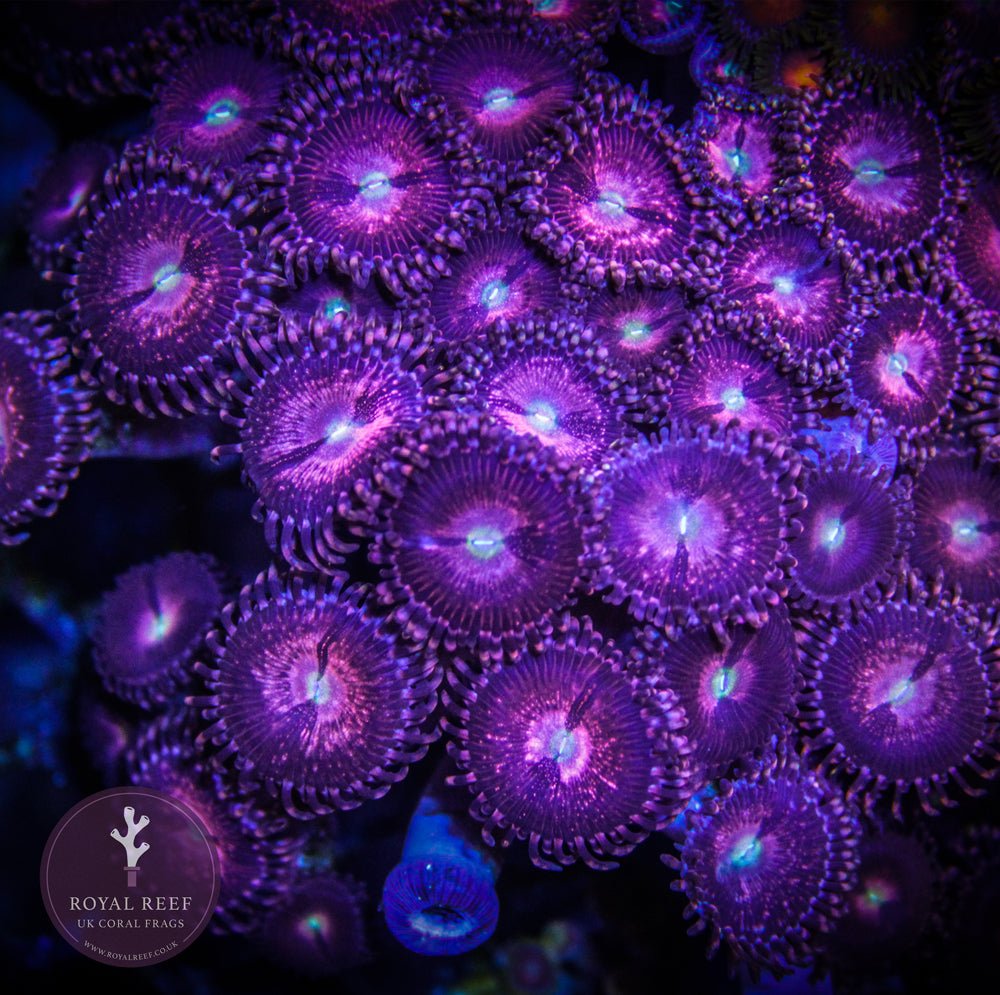 Zoa / Zoanthids – Royal Reef