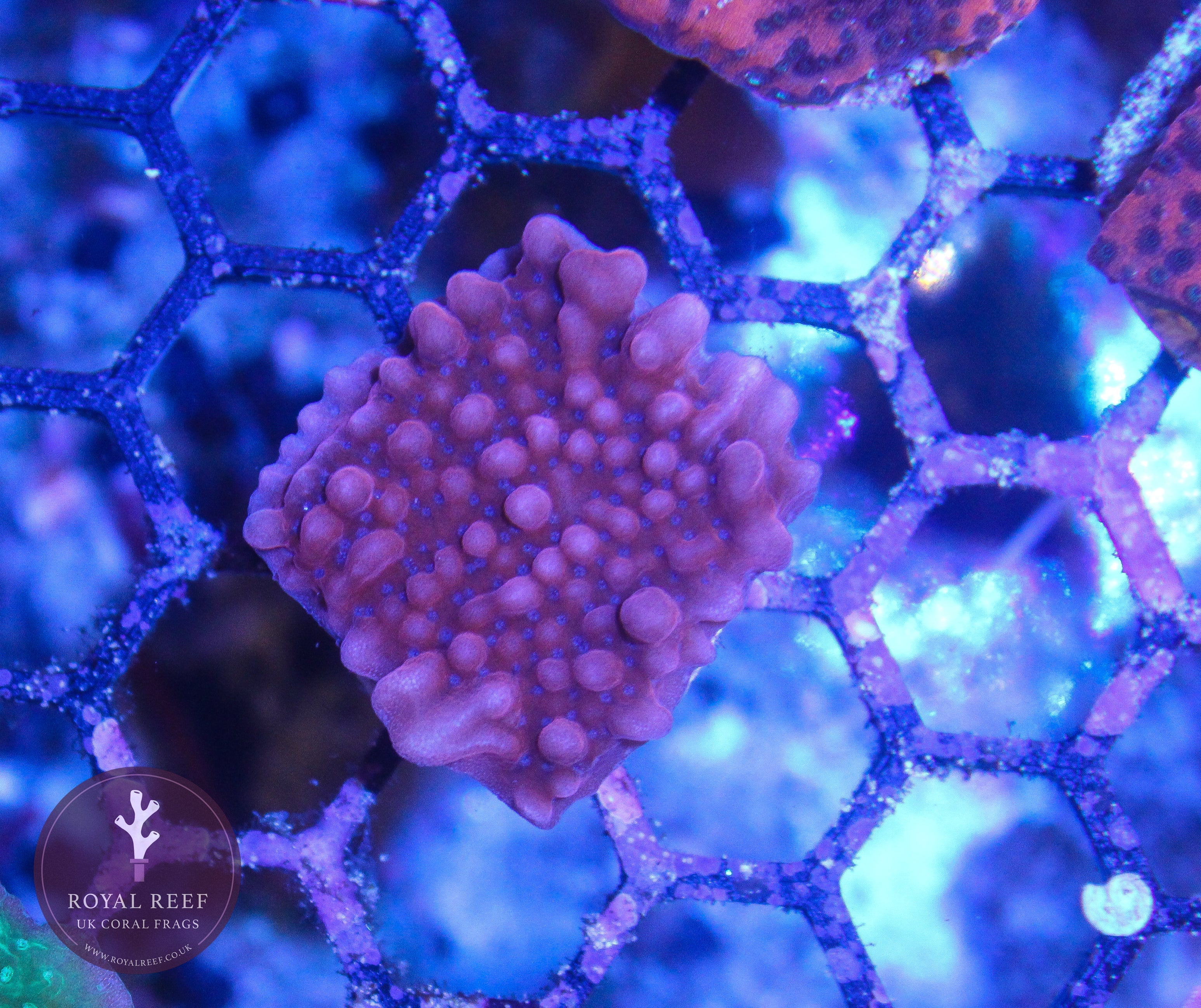 Montipora Plate/Encrusting – Royal Reef