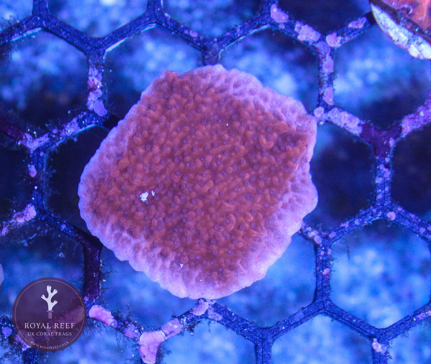 Red Plating Montipora – Royal Reef