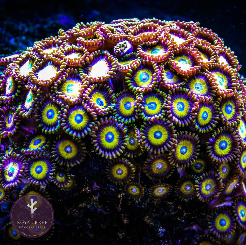 Zoa / Zoanthids – Royal Reef