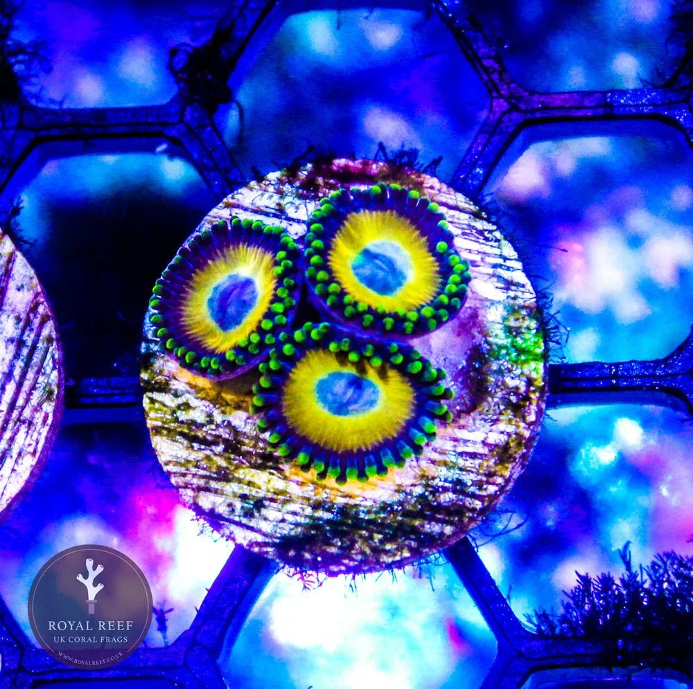 Royal Reef UK Coral Frags - UK Online Coral Store