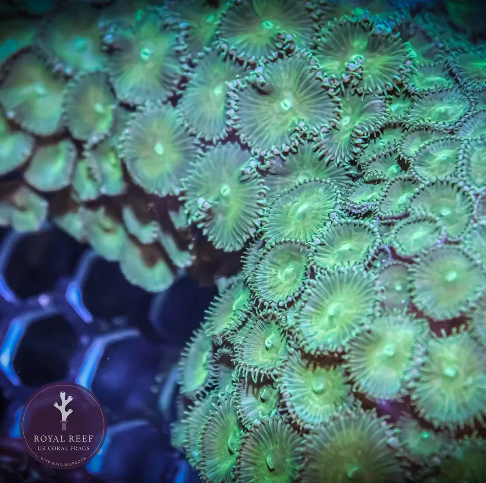 Zoa / Zoanthids – Royal Reef