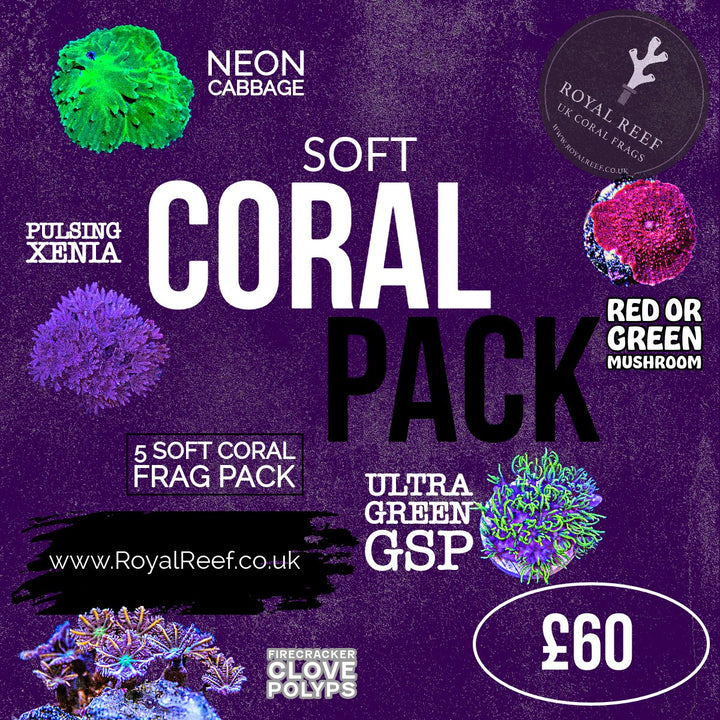 Royal Reef UK Coral Frags - UK Online Coral Store