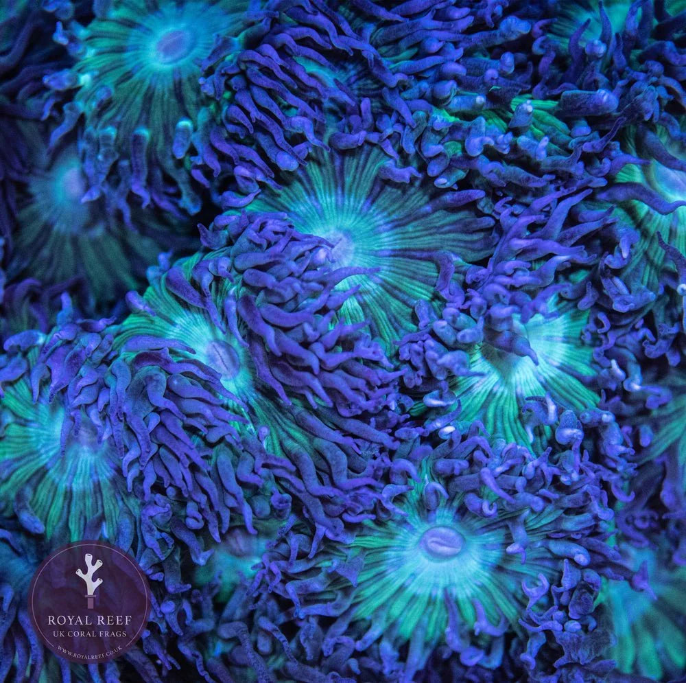 Standard Duncan – Royal Reef