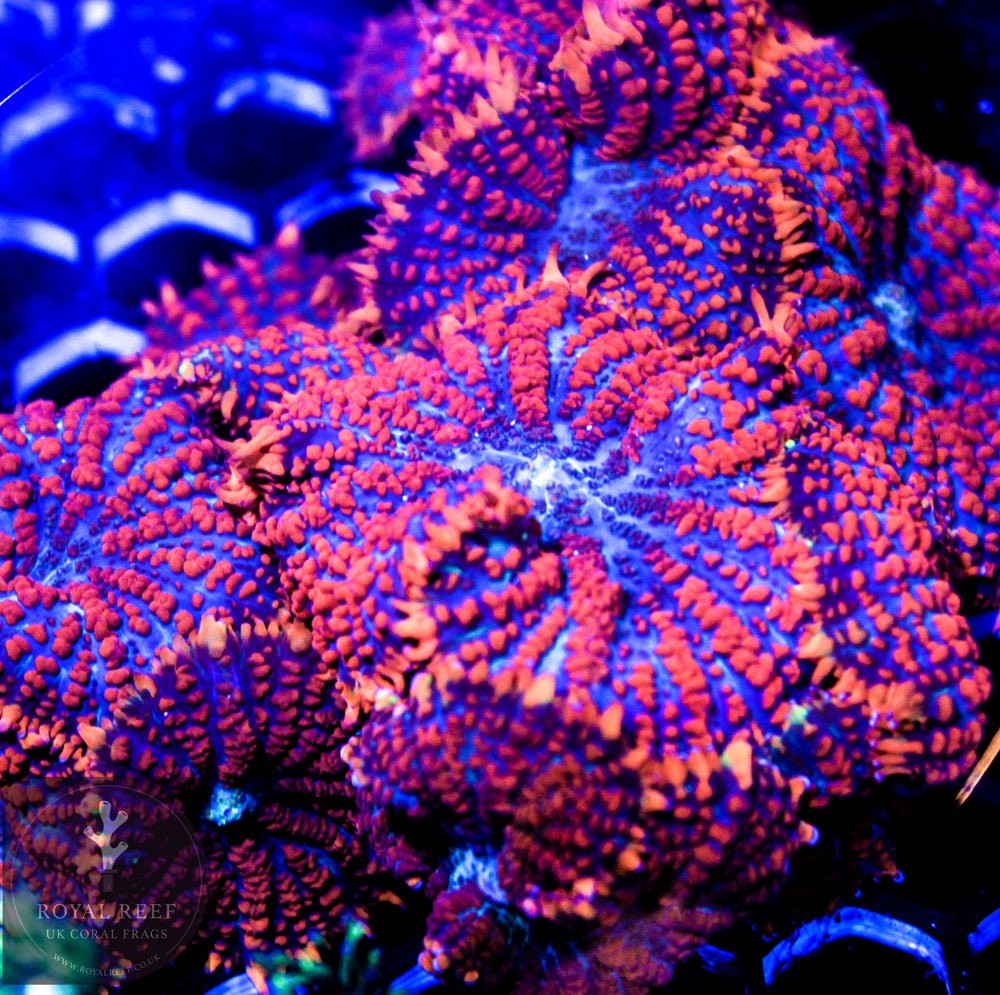 Mushrooms – Royal Reef