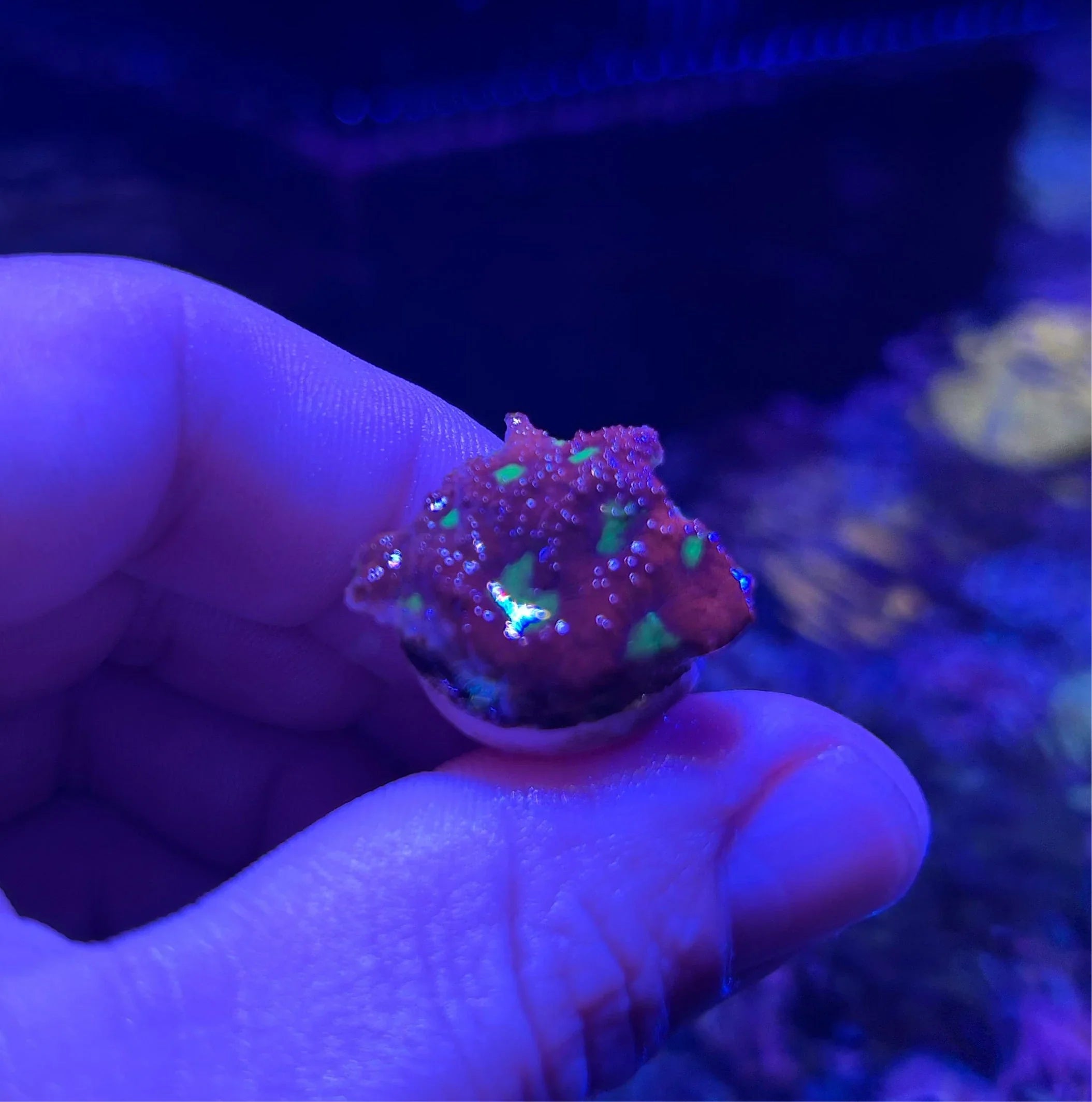 War Coral Red with Lime Green Eyes – Royal Reef